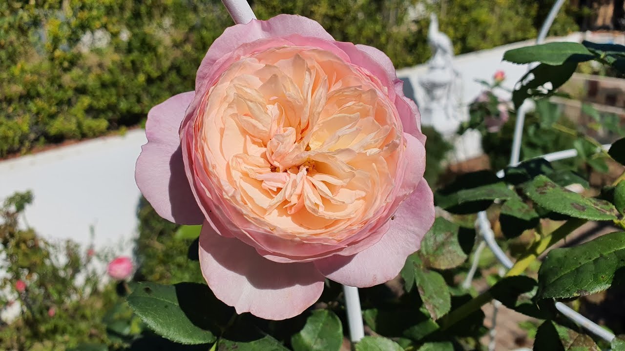Beautiful Constance rose. 🌹☺ Hatley Garden - YouTube