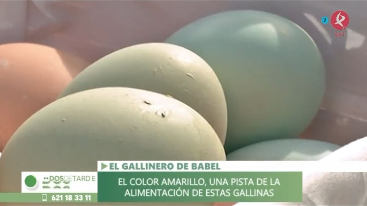 Huevos verdes, una apuesta por gallinas de razas internacionales y en ...