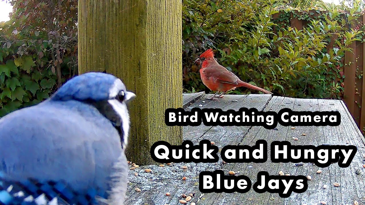 Bird Watching Camera - Hungry Blue Jays Hopping Around - YouTube