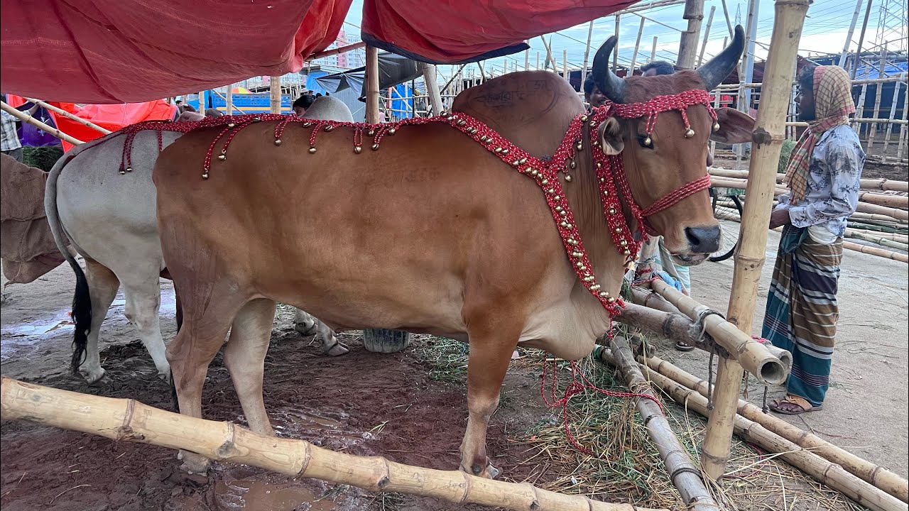 গাবতলী হাট কাপানো বলদ গরু জোড়া ,দাম চায় ১৫ লক্ষ ।Gabtoli Gorur Hat ...