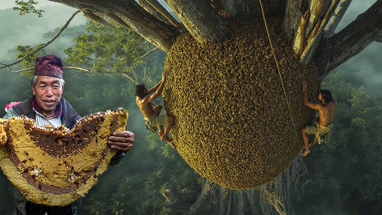THE DANGEROUS LIFE OF THE COLLECTORS OF THE WORLD’S RAREST HONEY ...