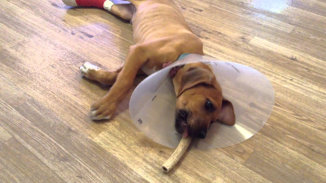Cone Head Ridgeback Puppy ~ 2015 - YouTube