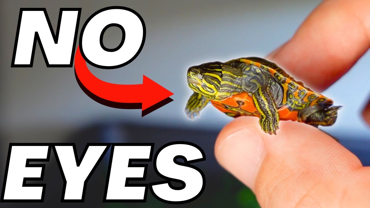 I Rescued A Baby Turtle With No Eyes - YouTube