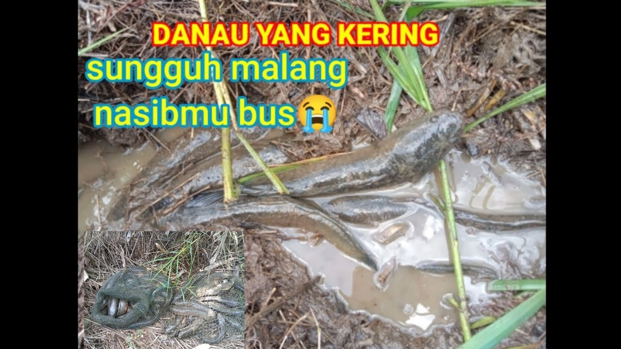 Banyak ikan gabus terperangkap di danau yang sudah kering ini - YouTube
