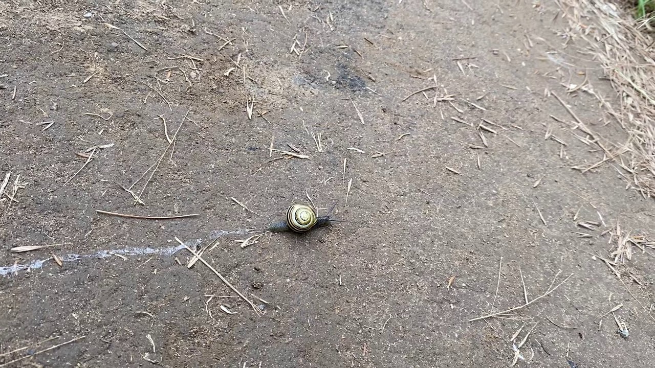 Why did the snail cross the road? - YouTube