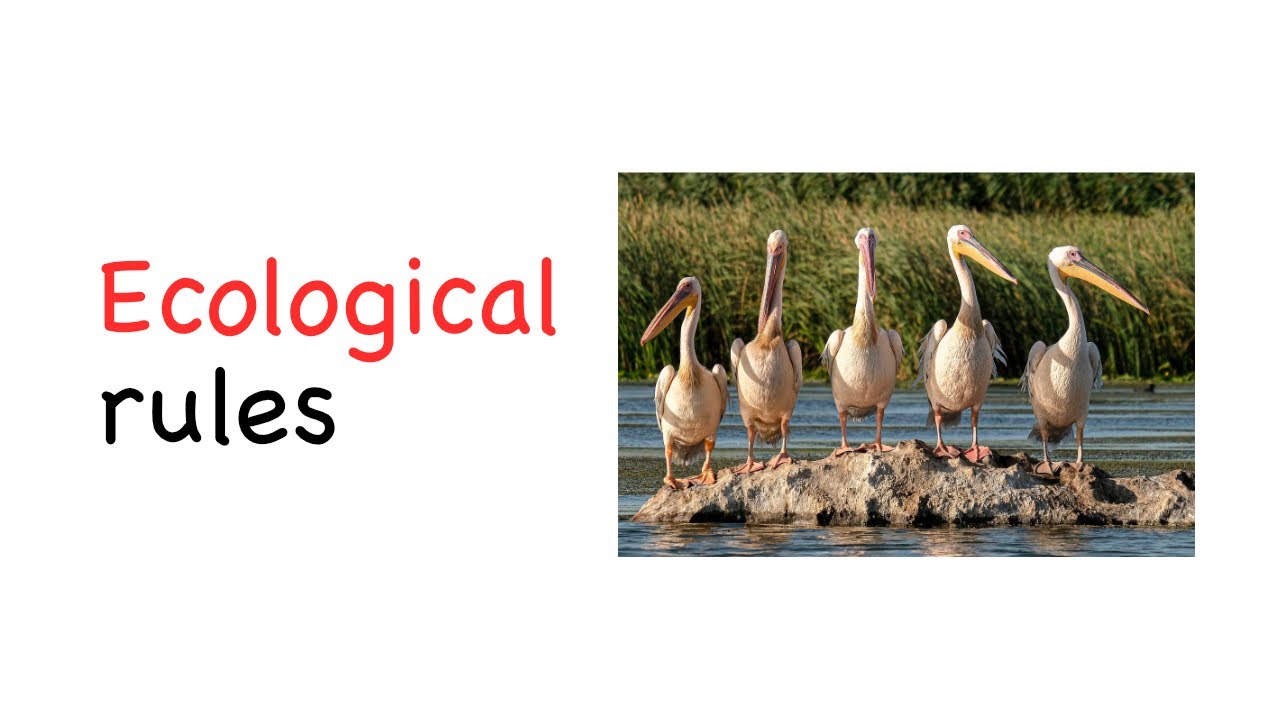 Ecological rules [Ecology] | Biology | PhD in Science - YouTube