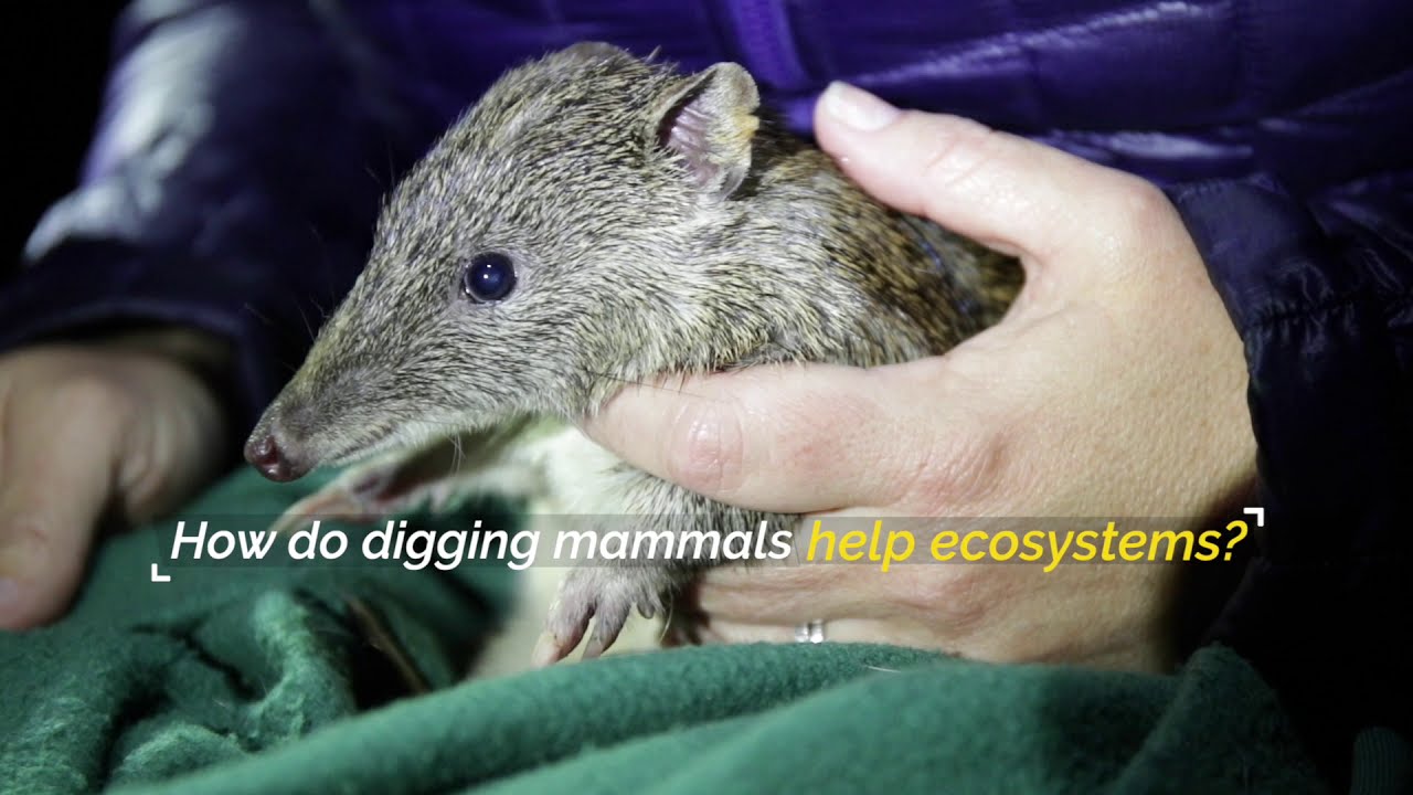 How do digging mammals help ecosystems? - YouTube