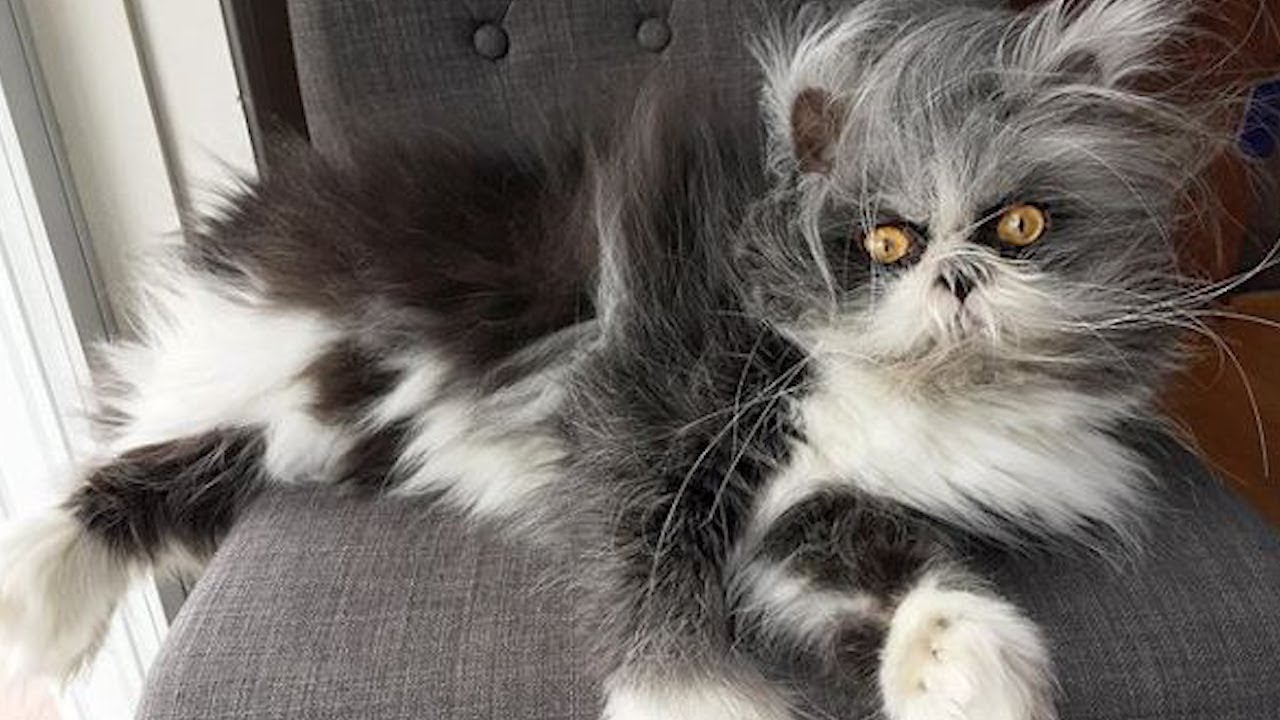 The woman who adopted the cat with eyes with hypertrichosi - YouTube
