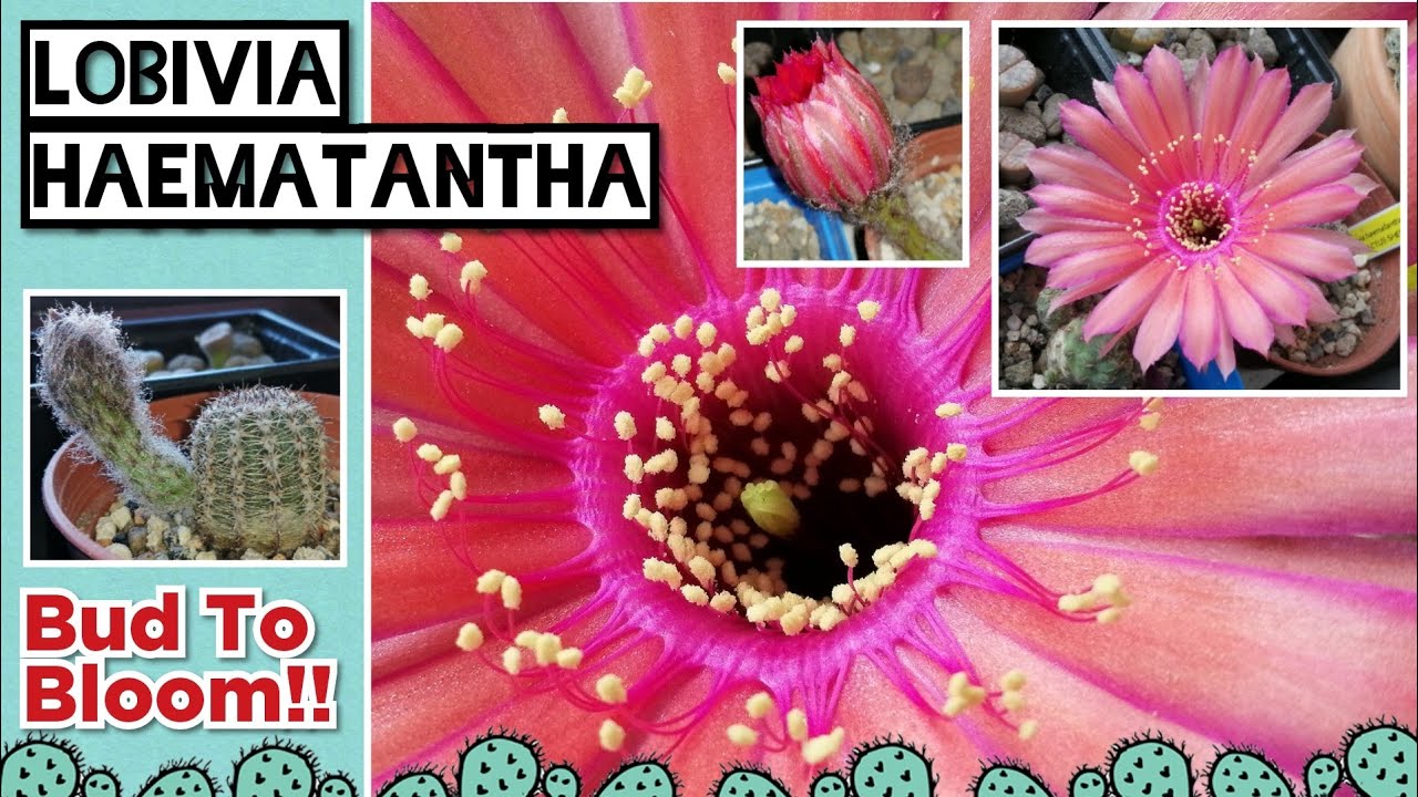 LOBIVIA HAEMATANTHA CACTUS | BUD TO huge BLOOM | May 2020 - YouTube