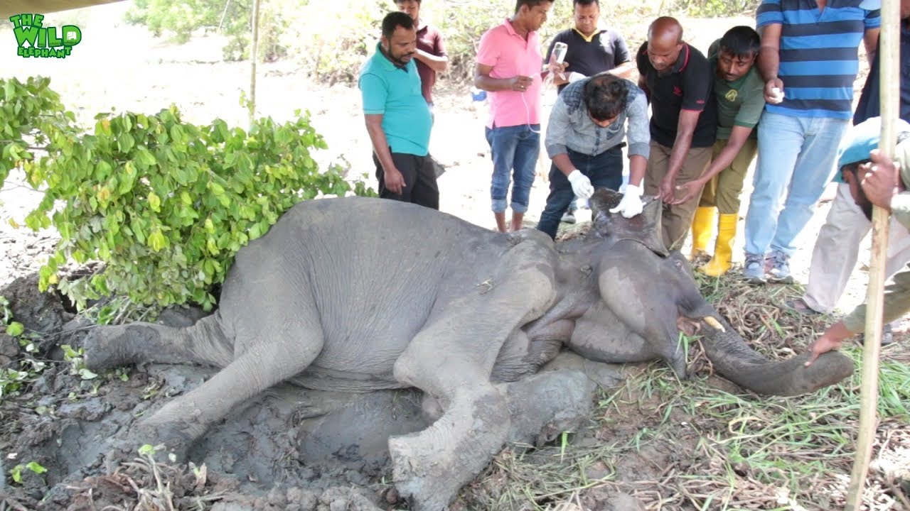 Save the elephants before it's too late. Humanity is the only hope ...