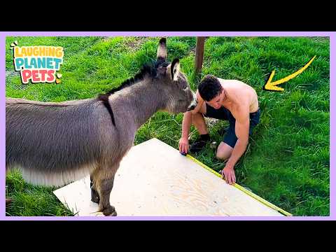 Lonely Donkey Finds His Person — And Never Lets Go | Laughing Planet Pets