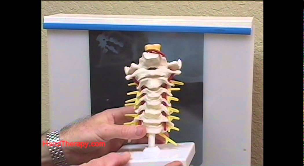 Physician Approach to Cervical Spine Exam - YouTube