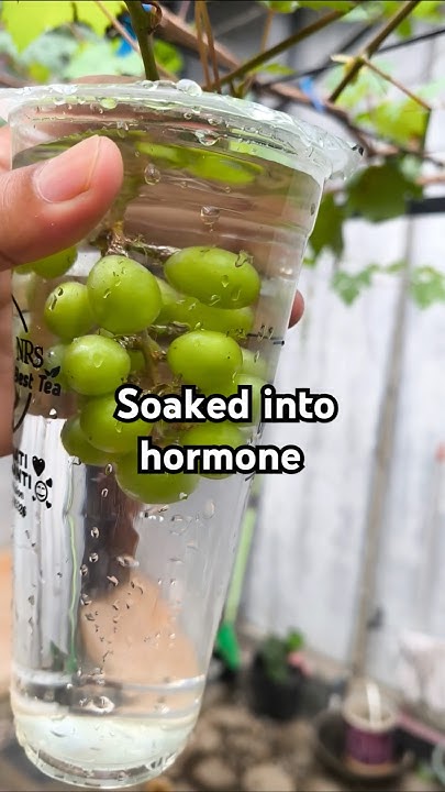 Soaked into hormone #diygarden #fruit #grapenation #fruittree #grapecity #gardening - YouTube
