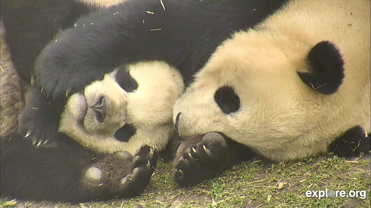 My Mom Is Bao Bao 2-14-2023 - YouTube