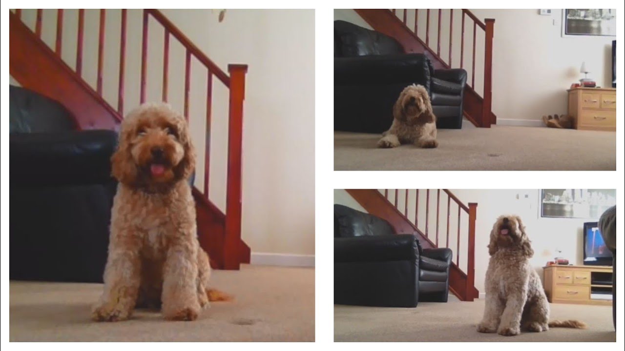 SOLO performance - Dancing Dog - Cockapoo Tricks - YouTube