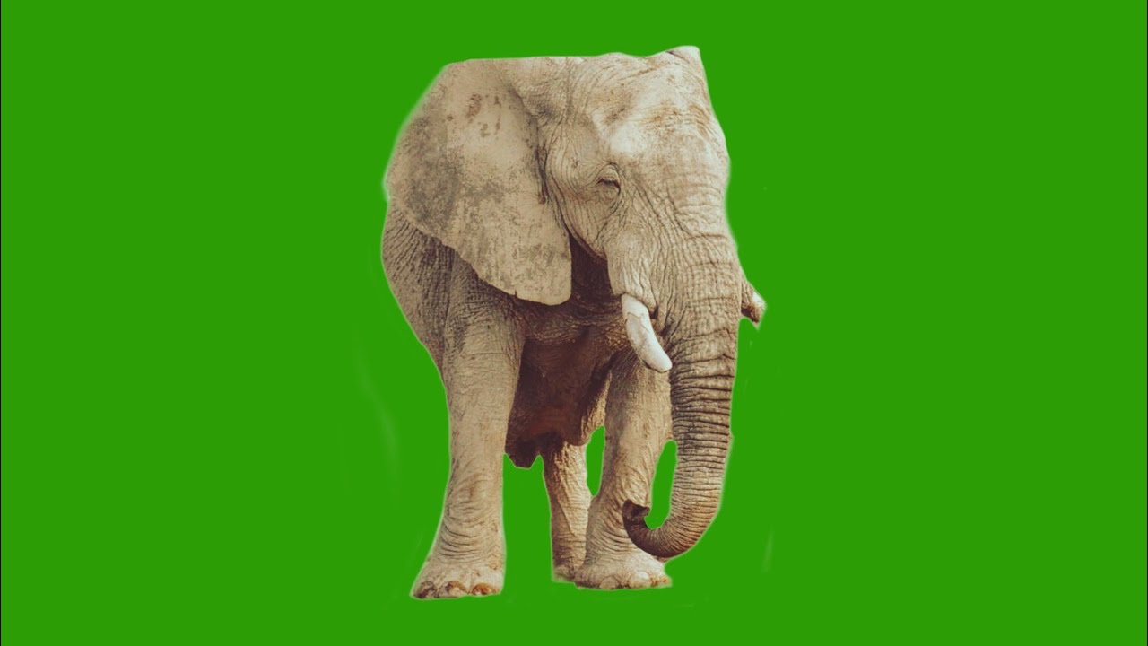 Realistic Elephant Green Screen Backgrounds - YouTube