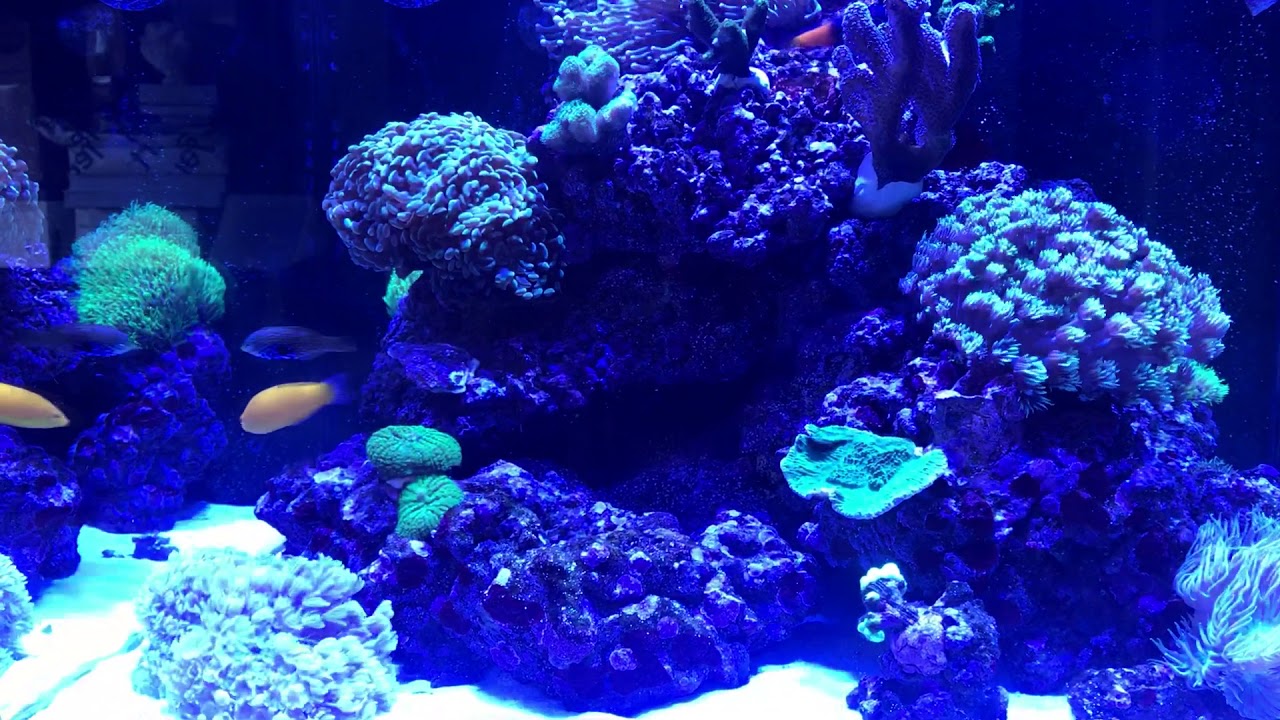 Red Sea Reefer 170 - 10 month overview - Part 1 - YouTube