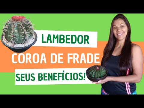 Como fazer lambedor de coroa_de_frade || cura tose 🤧😮‍💨 com Quésia ...