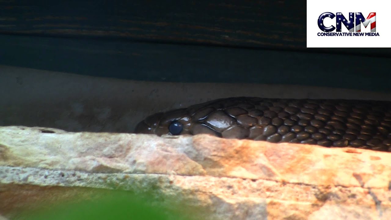 Black Forest Cobra - in HD - YouTube