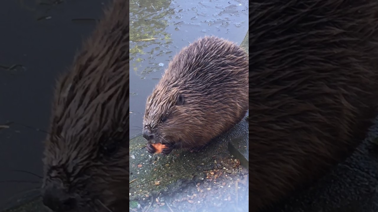 Beaver eats sweet potato - YouTube