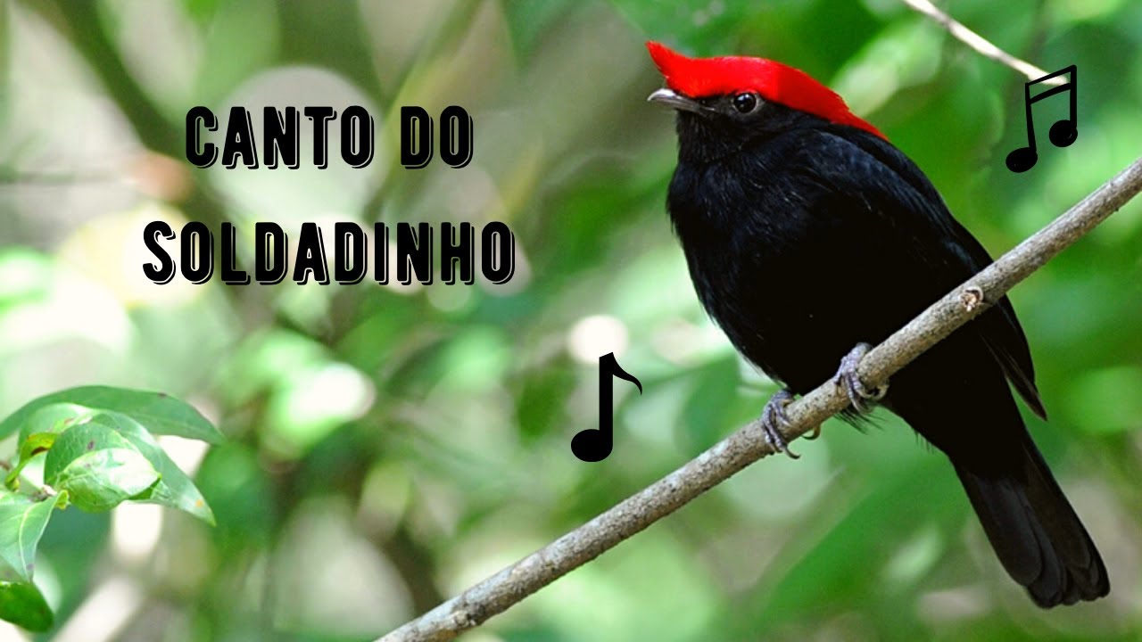 Canto do Soldadinho / Tangará de Crista Vermelha | Helmeted Manakin ...