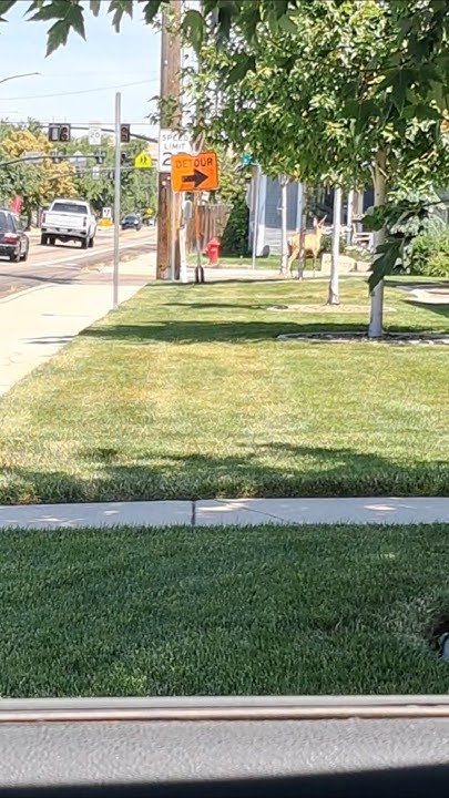 Deer downtown boise #deer #wildlife #downtown #funny #cute #sweet # ...