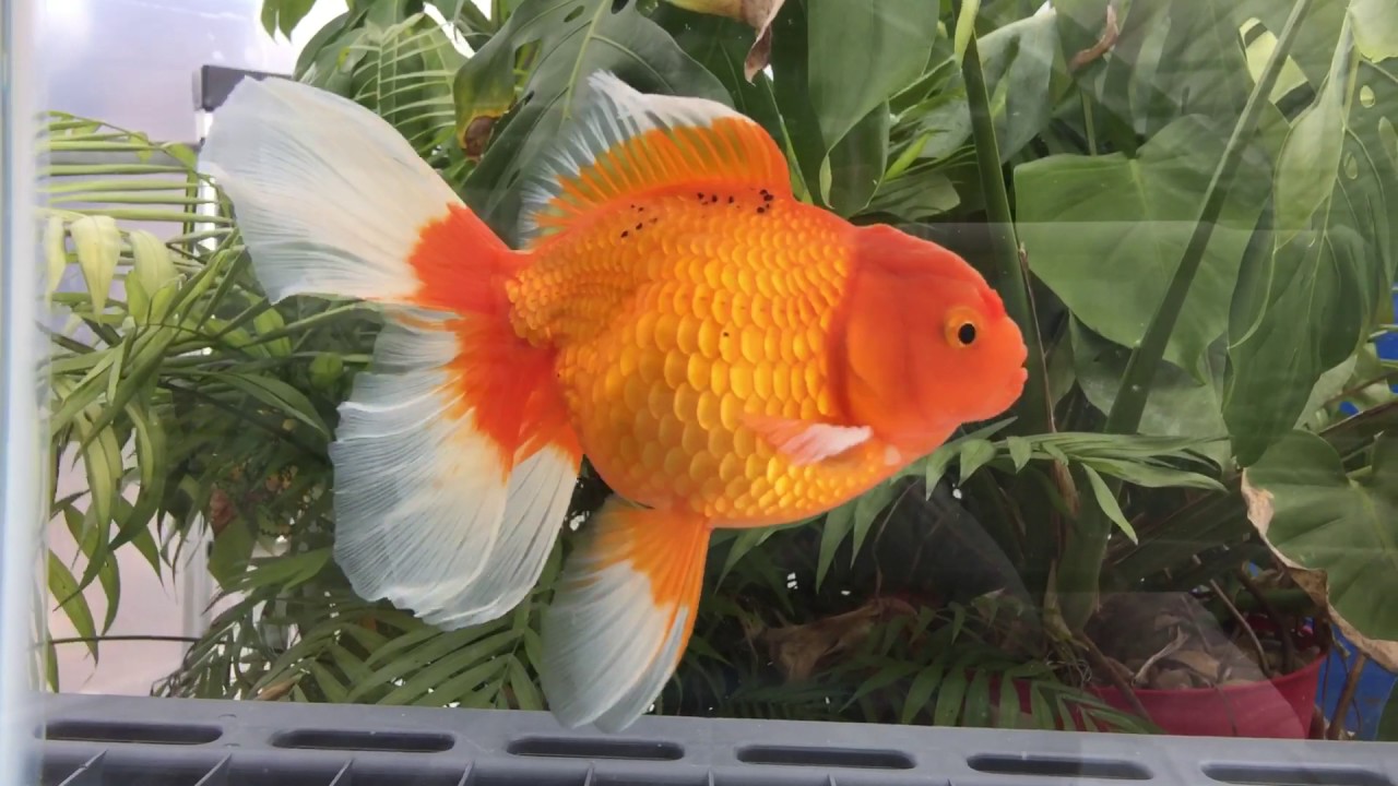 337 red oranda www.zhaosfancies.com - YouTube