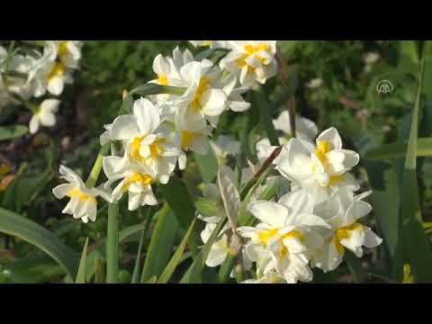 Babaannesinden kalan nergis tohumları yıllar sonra geçim kaynağı oldu