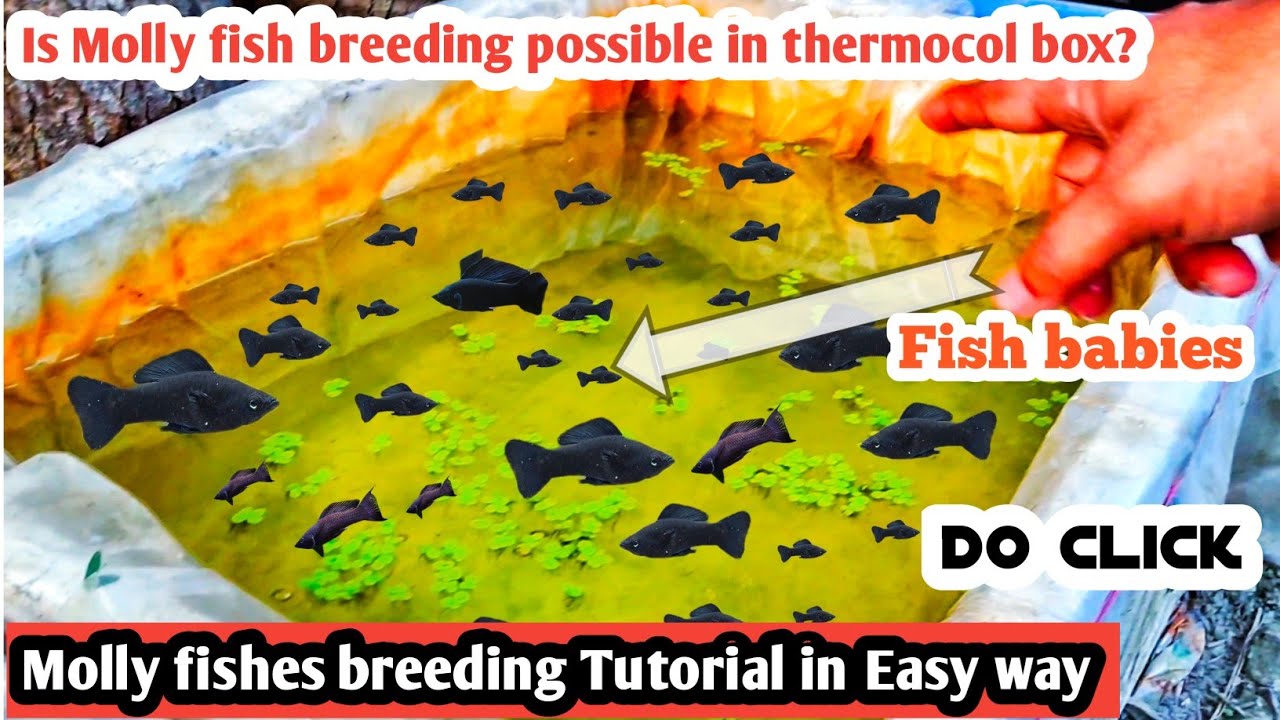 Molly Fish Breeding Tutorial in Thermocol box in very Easy way - YouTube