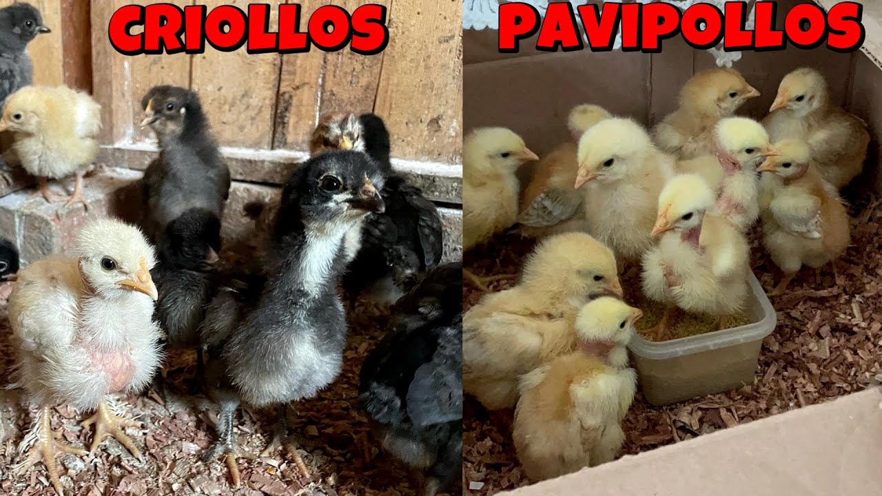 Criando 35 pollitos criollos + pavipollos en casa - YouTube