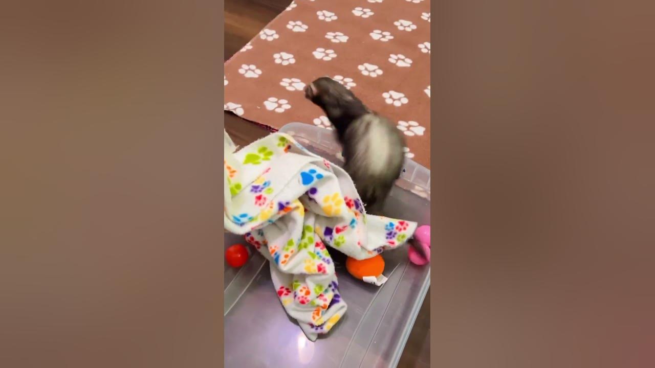 Ferret Playtime! - YouTube