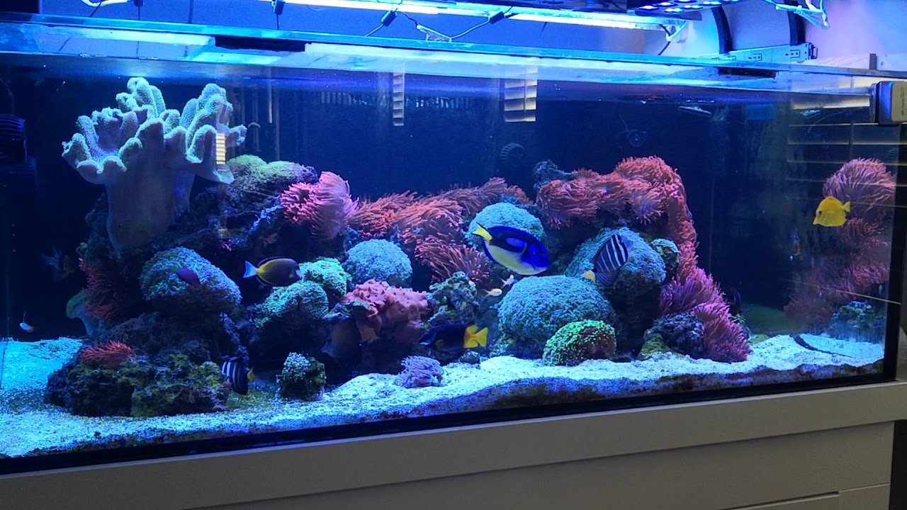 250 gallon reef tank - YouTube