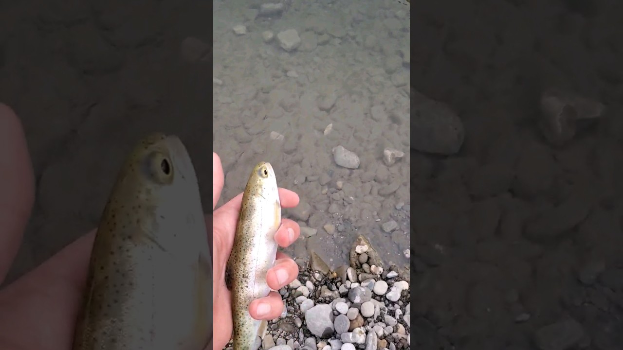 just another quick release. this was my first ever fish on the fly rod ...