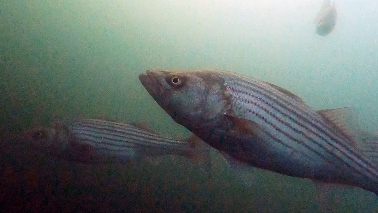 Striped Bass Attacking Go Pro Hero 9 Underwater Slow Motion Footage ...