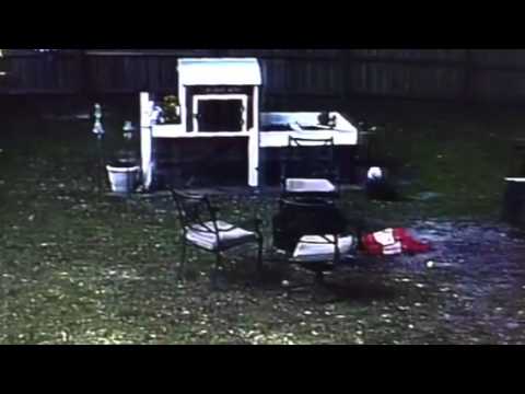 Rooster chasing dog - YouTube