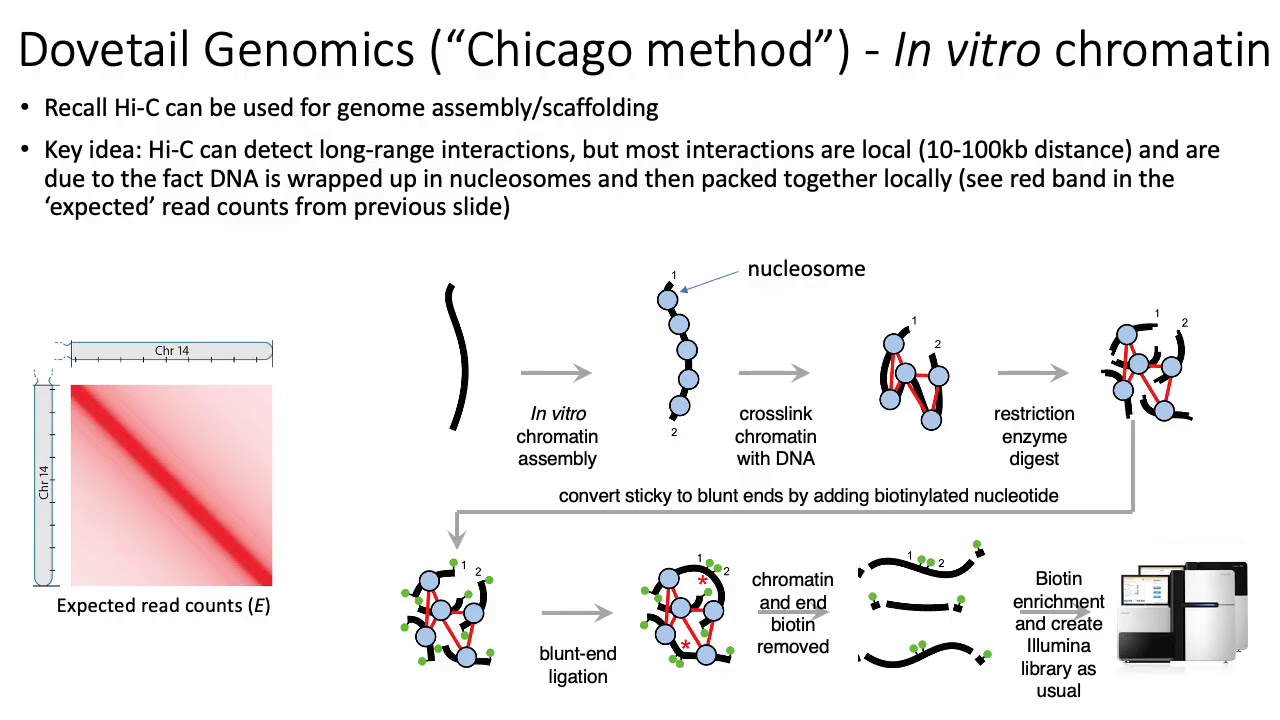 MCB 182 Lecture 10.8 - Choosing 3C assay, genome assembly with Hi-C ...