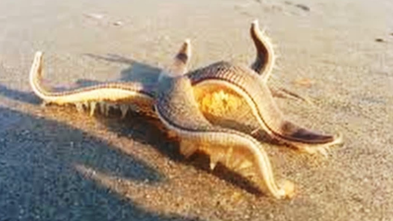 Starfish in Motion: The Hidden Science of Their Strange Walk - YouTube
