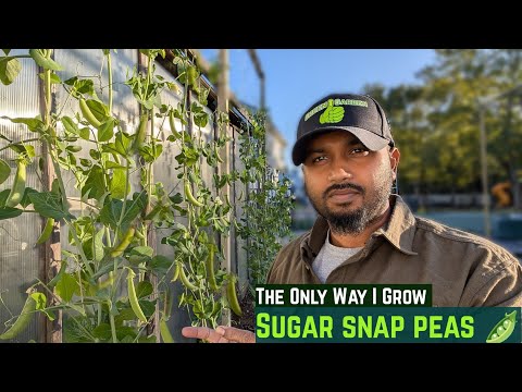 Sugar Snap Peas  🫛 \