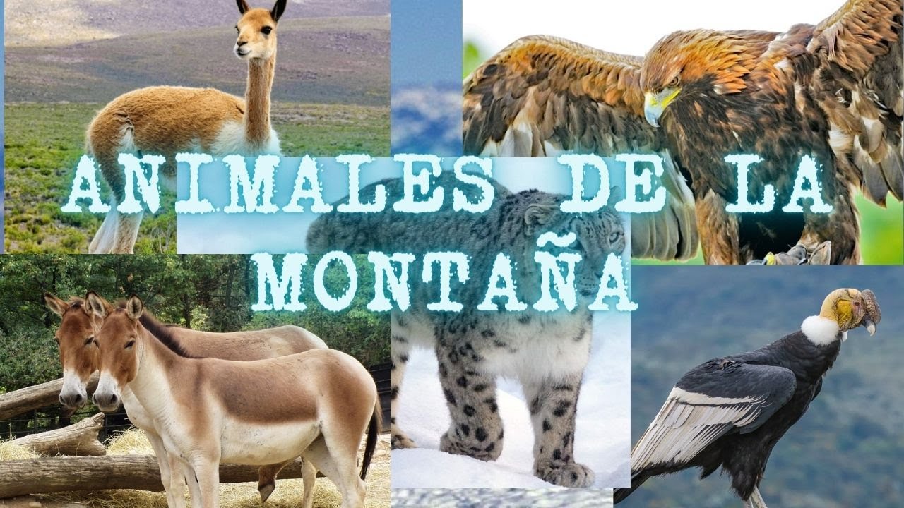 Animales de la Montaña - YouTube