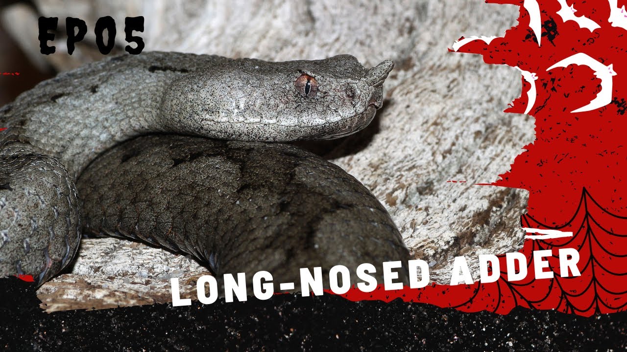 Episode 05: Description about Long-Nosed Adder Snake - YouTube