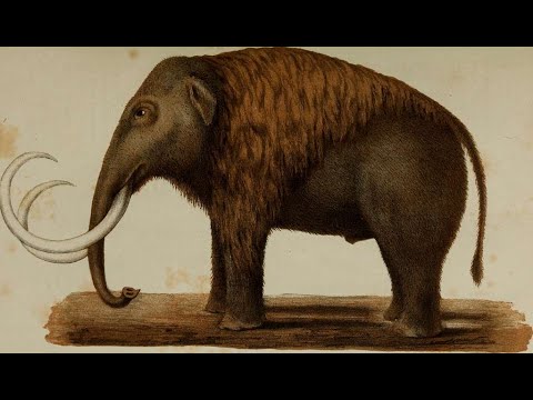 Woolly Mammoth Song - YouTube