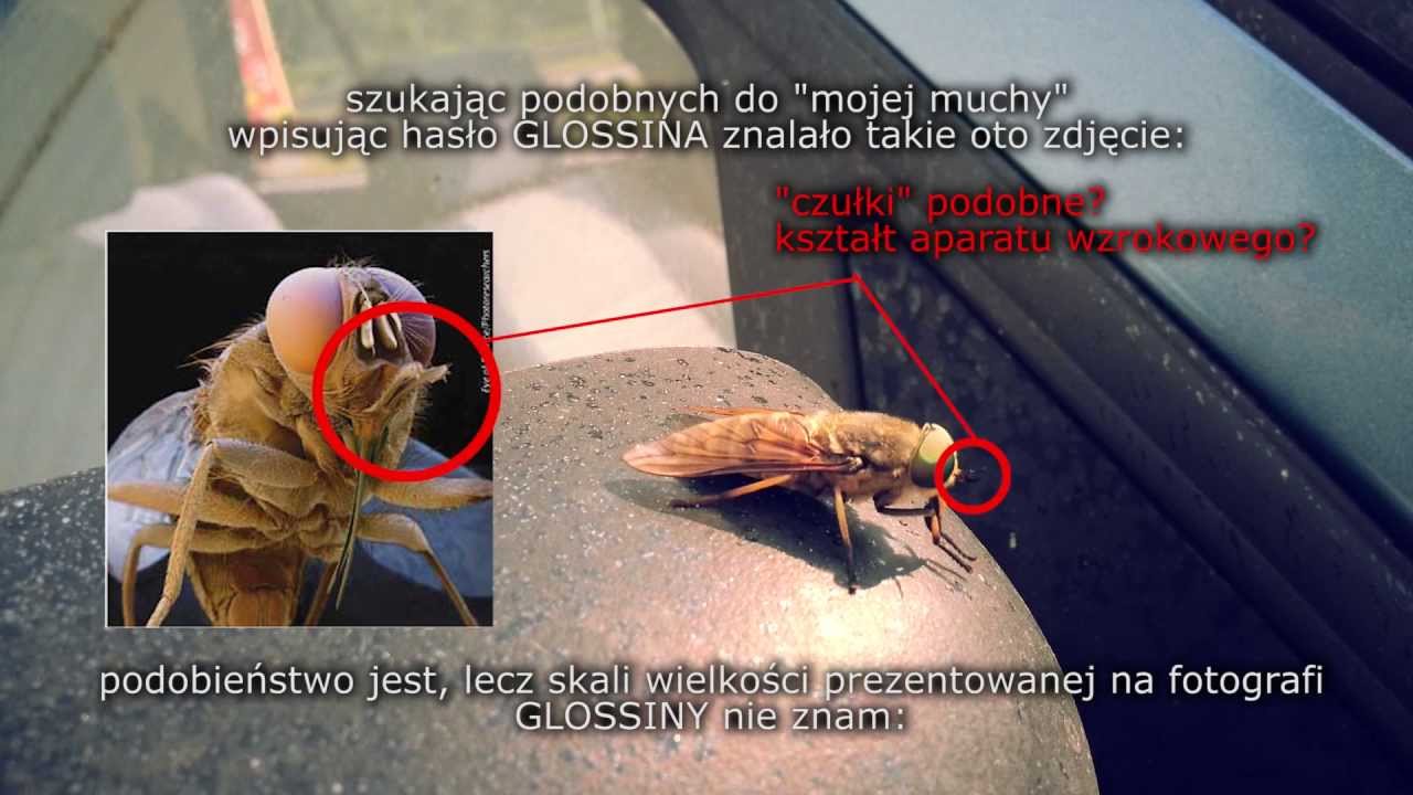 MUCHA WIELKOŚCI - 3.5cm - POLSKA PÓŁNOCNA TSE-TSE? - YouTube