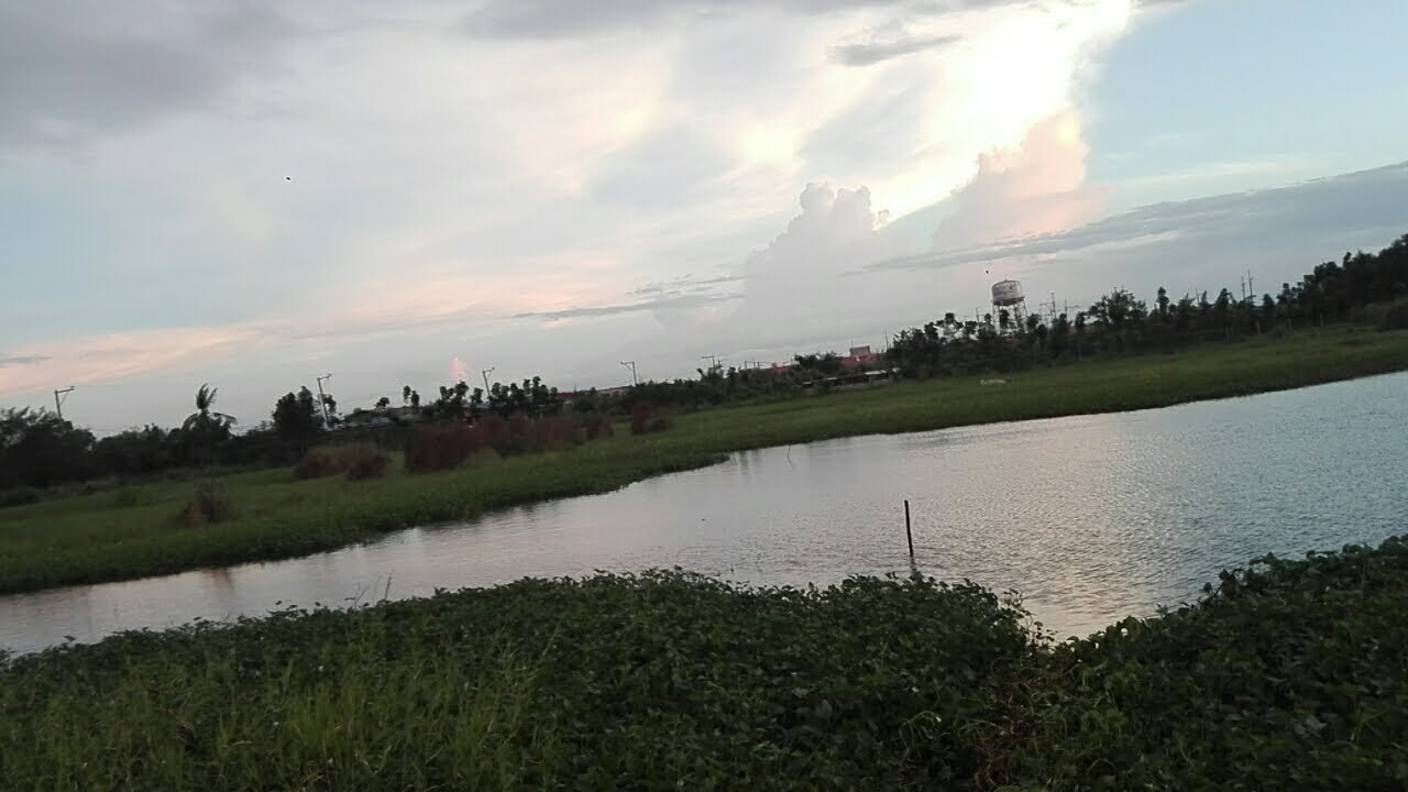 Swamp at Wellington Gen. Trias Cavite (Ylang Ylang River) - YouTube