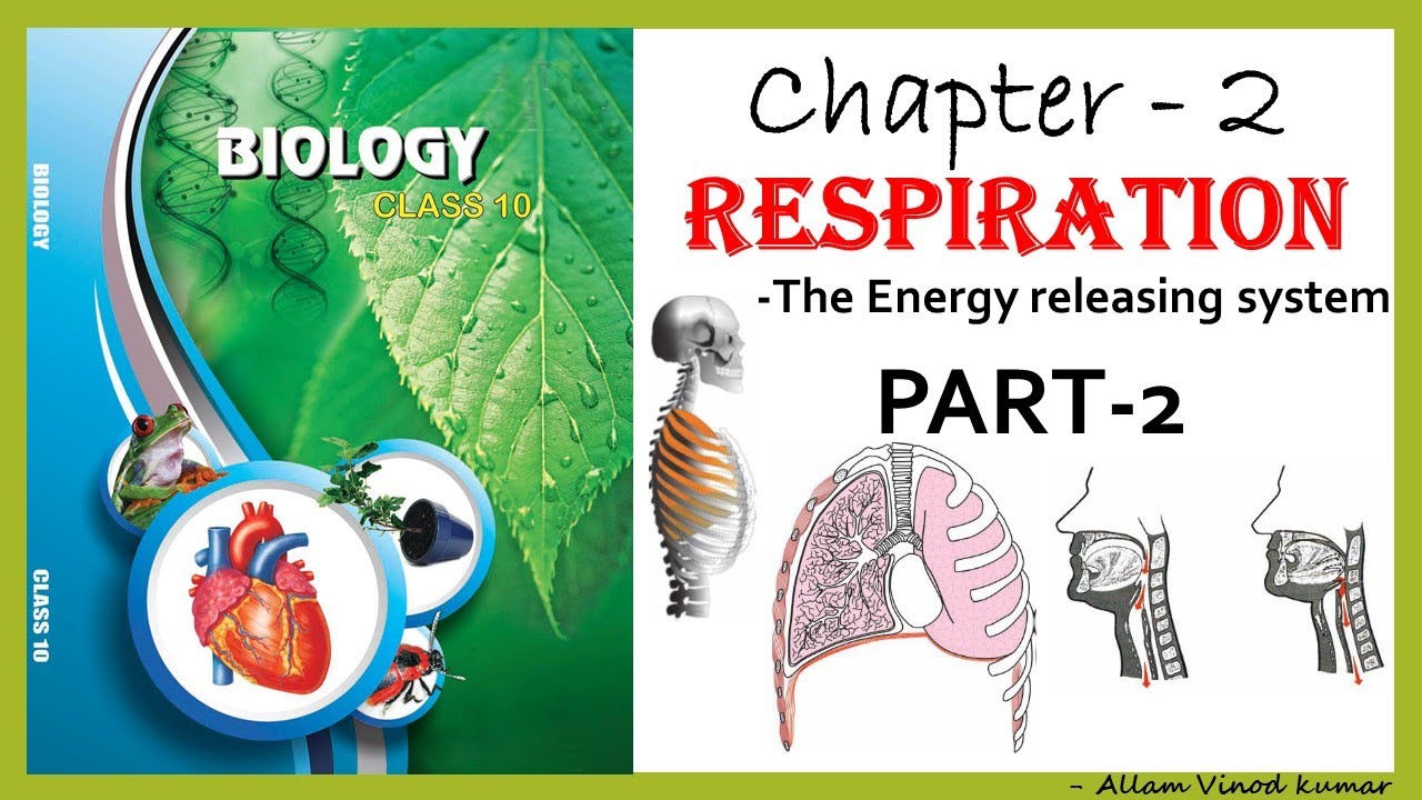 Respiration - The Energy Releasing System, 10th Biology, Part - 2 - YouTube