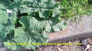 BURDOCK PLANT -  DR SEBI APPROVED