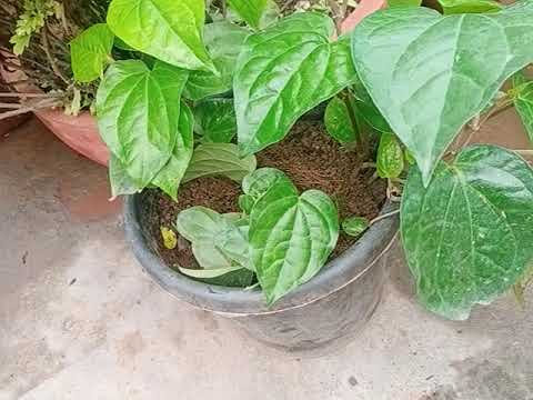 How to grow Pan plants - YouTube