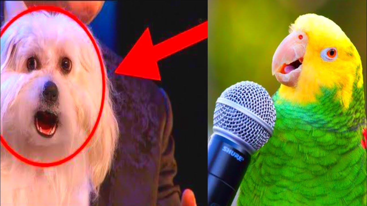 funny animal talking || fun superfast - YouTube