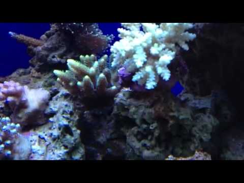 My sps
