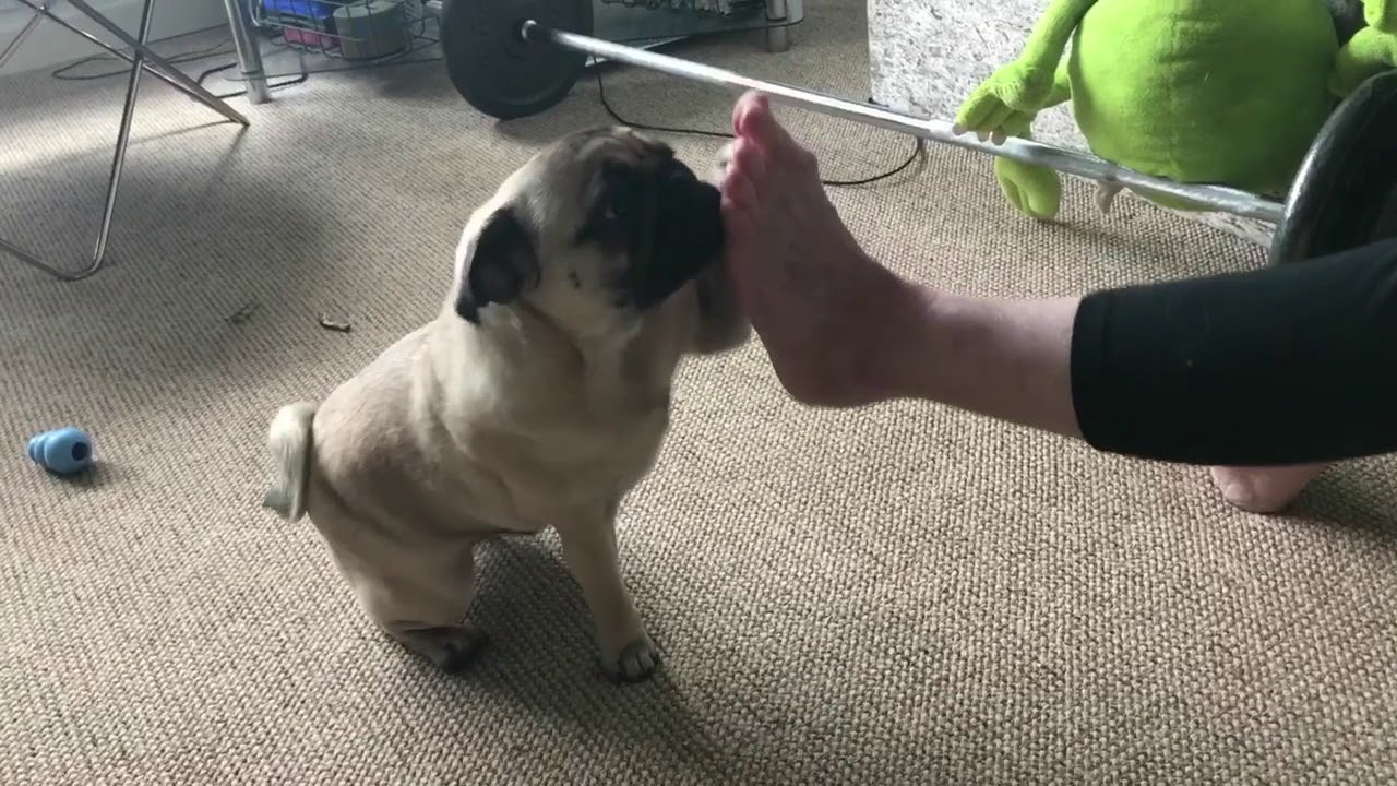 Pug insists on licking Nanas foot YUK HAHA - YouTube