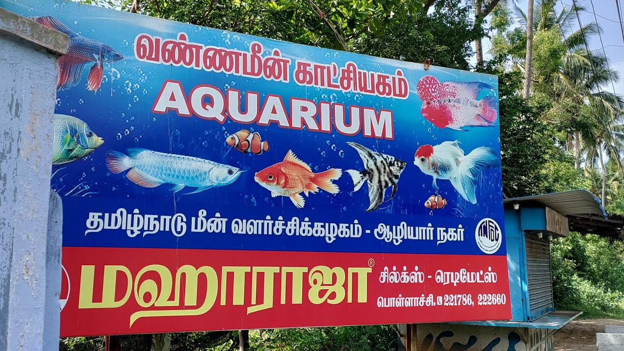 Ever Seen Beautiful Fish 🐟 Varities | Aliyar Aquarium | Aliyar Dam ...